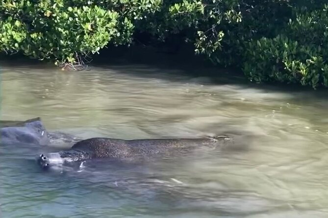 Clear Kayak Guided Eco Tour in North Naples - How the Tour Compares to Others