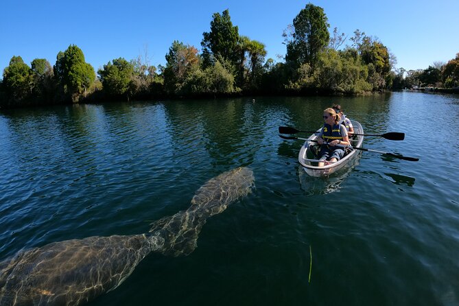 Clear Kayak Manatee Ecotour of Crystal River - The Real Value of the Tour