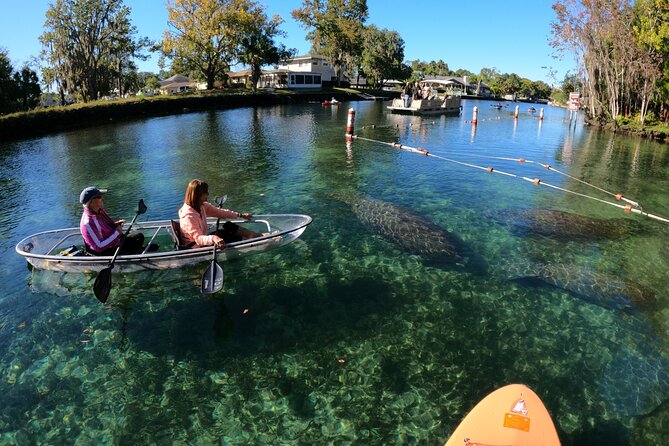 Clear Kayak Manatee Ecotour of Crystal River - Who Will Love This Tour