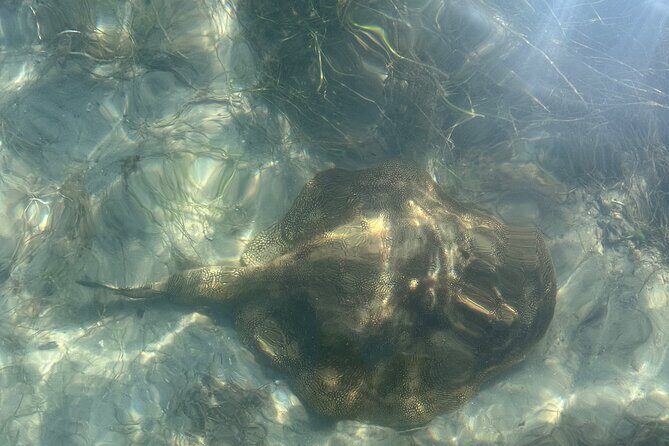 Clear Kayak RentalPeanut Island/West Palm Beach - Key Points