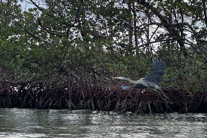 Clear Kayak RentalPeanut Island/West Palm Beach - What to Expect from Your Paddle