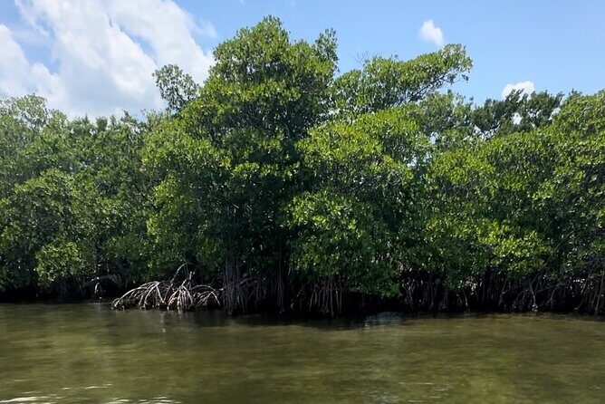Clear Kayak RentalPeanut Island/West Palm Beach - Value and Practical Insights