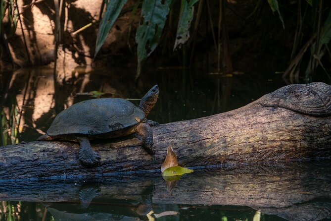 Clear Kayak Tour at Punta Uva - Tour Overview