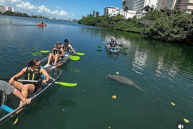 Clear Kayak Tour in Condado Lagoon - Authentic Perspectives from Reviewers