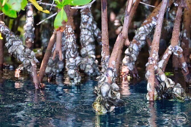 Clear Kayak Tour in Mangrove Antigua - Introduction: What Makes This Tour Special?