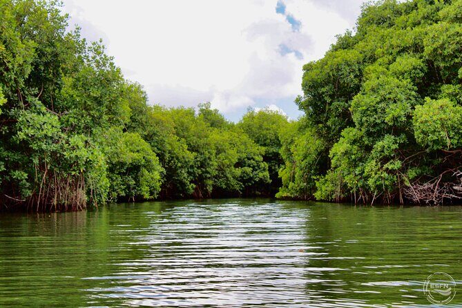 Clear Kayak Tour in Mangrove Antigua - Review Highlights and Authentic Feedback