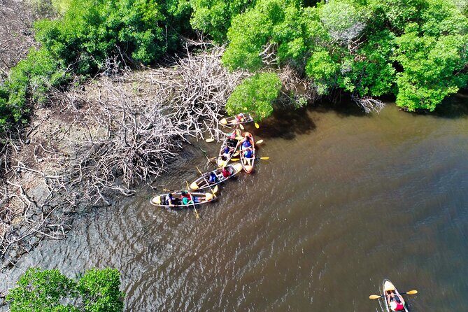 Clear Kayak Tour in Mangrove Antigua - Analyzing the Cost and Experience