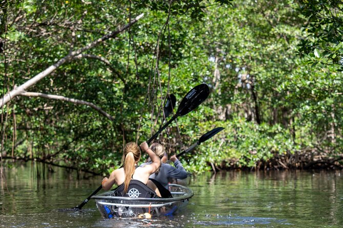 Clear Kayak Tour in North Miami Beach - Mangrove Tunnels - A Few Considerations