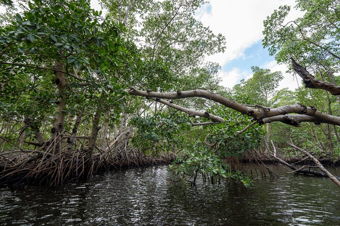 Clear Kayak Tour in North Miami Beach - Mangrove Tunnels - Practical Tips for Participants