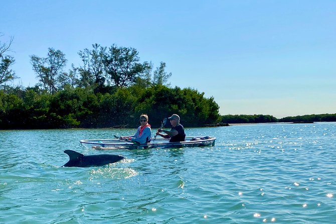 Clear Kayak Tour of Shell Key Preserve and Tampa Bay Area - FAQ