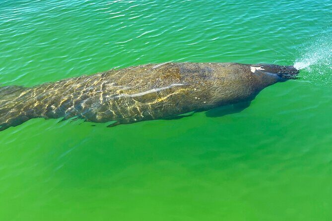 Clear/Standard Kayak Self Guided Island EcoTour Bonita Springs! - Who Should Consider This Tour?