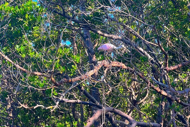 Clear/Standard Kayak Self Guided Island EcoTour Bonita Springs! - The Sum Up: Why This Tour Stands Out