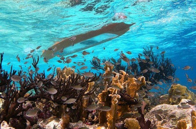 Clearbottom Mangrove Kayak & Snorkel tour - FAQ