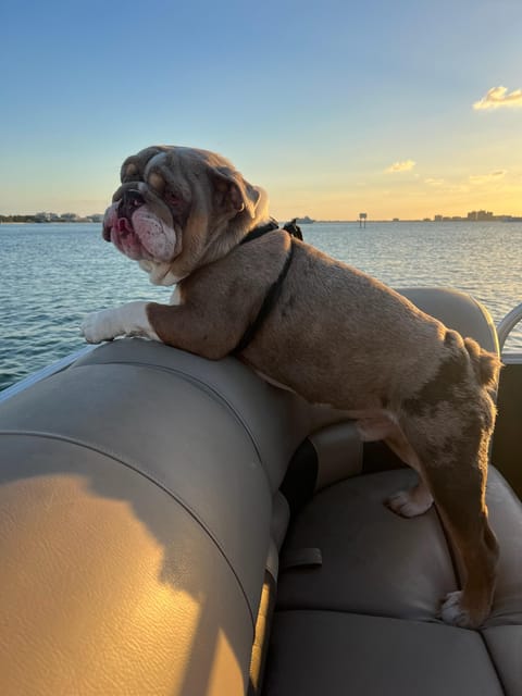 Clearwater: 4 Hour Private Pontoon Boat Rental with Captain - The Itinerary in Detail