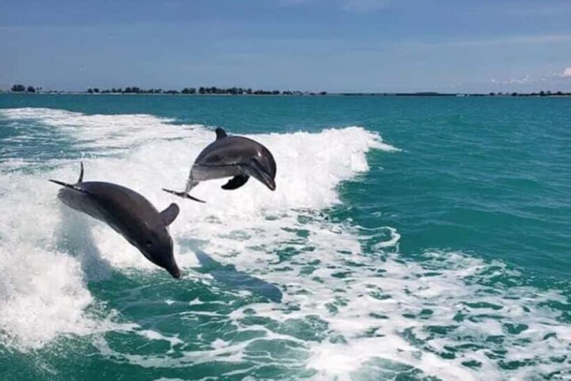 Clearwater Beach: Dolphin Excursion - Flippers Fun Boat - Key Points