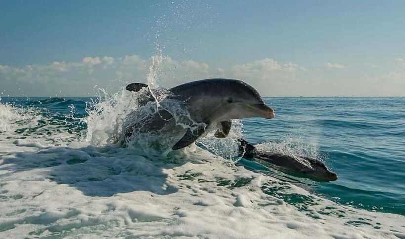 Clearwater Beach: Dolphin Excursion - Flippers Fun Boat - An Overview of the Flippers Fun Boat Tour