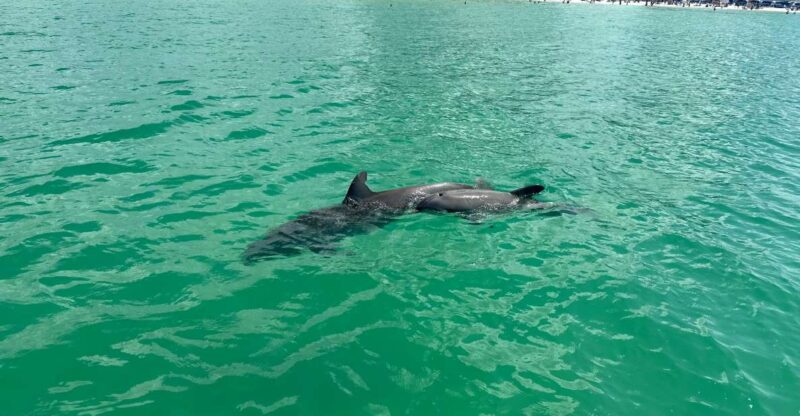 Clearwater Beach: Dolphin & Island Sandbar Cruise - Whats Included and Whats Extra