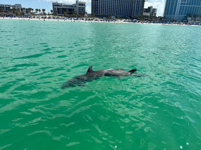 Clearwater Beach: Dolphin & Island Sandbar Cruise - Why This Tour Works