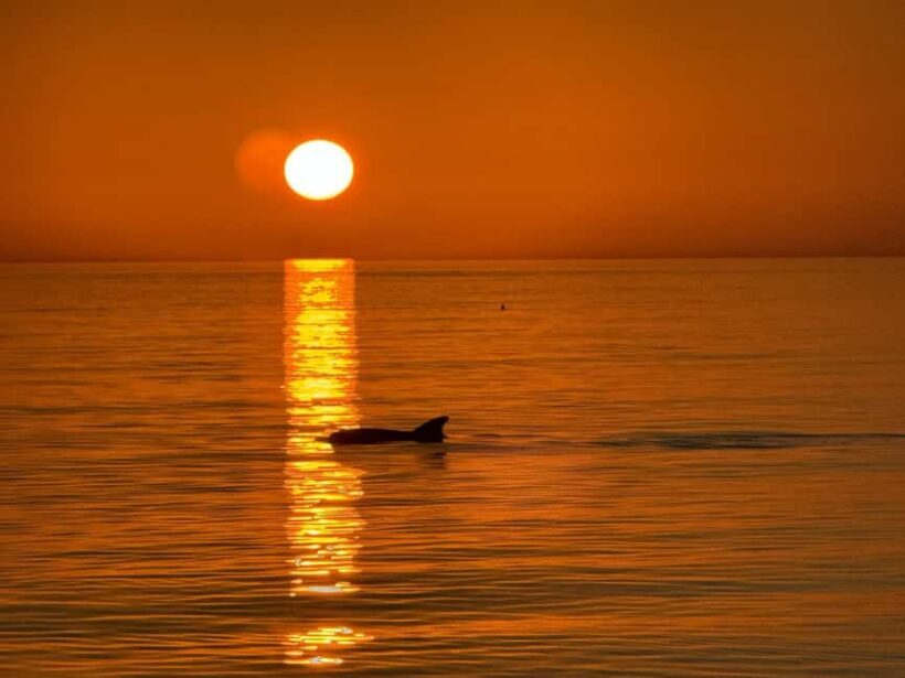 Clearwater Beach: Dolphin-Watching Sunset Cruise - An In-Depth Look at the Clearwater Beach Dolphin-Watching Sunset Cruise