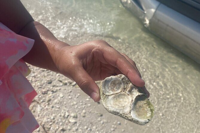 Clearwater Beach Pontoon Tours - The Value of a Private, Customizable Tour