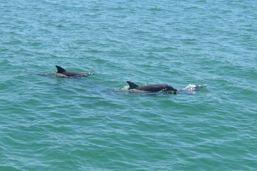 Clearwater: Cruise with Guaranteed Dolphin Sightings - Who Will Love This Tour?