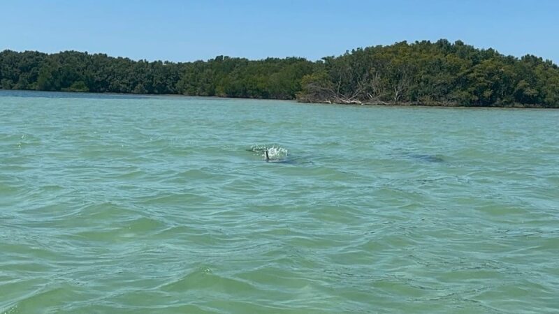 Clearwater: Dolphin Jet Ski Tour - 1 SKI FOR UP TO 3 PEOPLE - The Practicalities: Cost, Duration, and Group Size