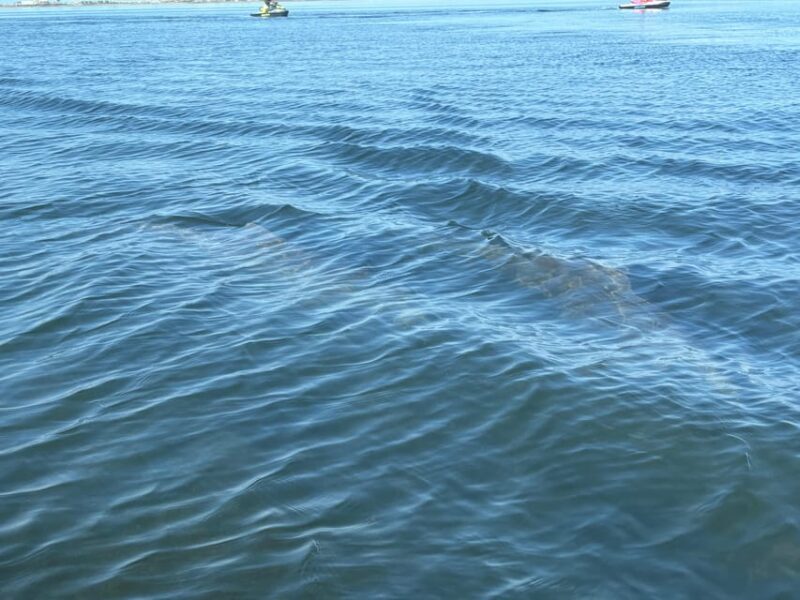 Clearwater: Dolphin Jet Ski Tour - 1 SKI FOR UP TO 3 PEOPLE - Who Should Consider This Tour?