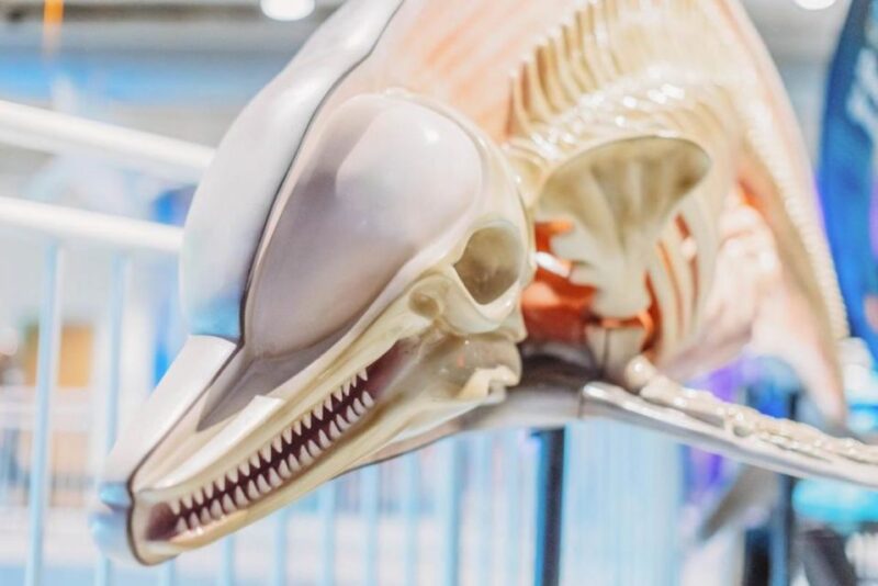 Clearwater: Eco-Certified Marine Aquarium General Admission - Final Thoughts: Who Is This Experience For?