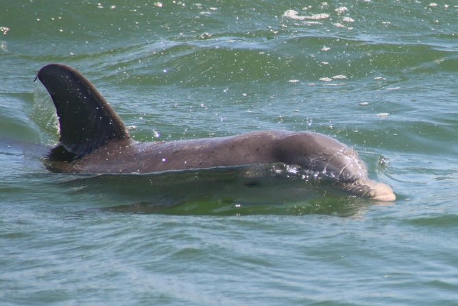 Clearwater Encounters with Dolphins Tour - FAQ