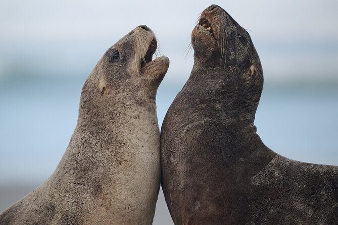 Clearwater Private Penguin & Wildlife Tour from Port Otago (5hrs) - Analyzing the Price and Value