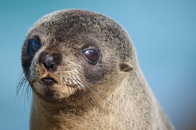 Clearwater Private Penguin & Wildlife Tour from Port Otago (5hrs) - Who Will Love This Tour?