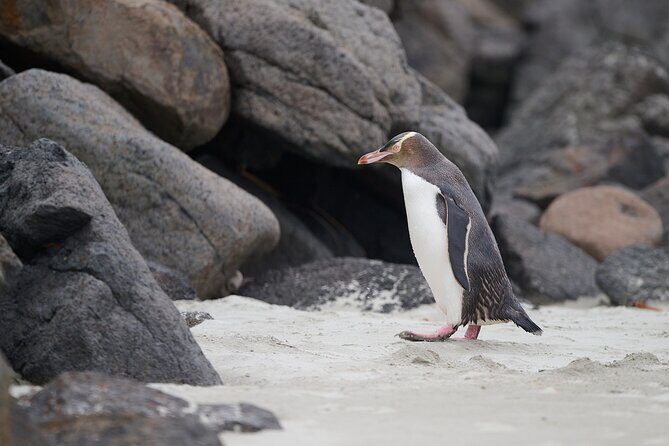 Clearwater Wildlife Tours (small group 10max) Otago Peninsula - How Does the Cost Stack Up?