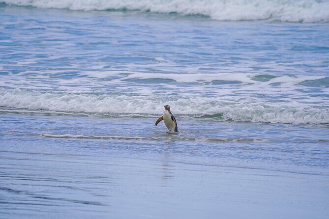 Clearwater Wildlife Tours (small group 10max) Otago Peninsula - Practical Tips for Travelers