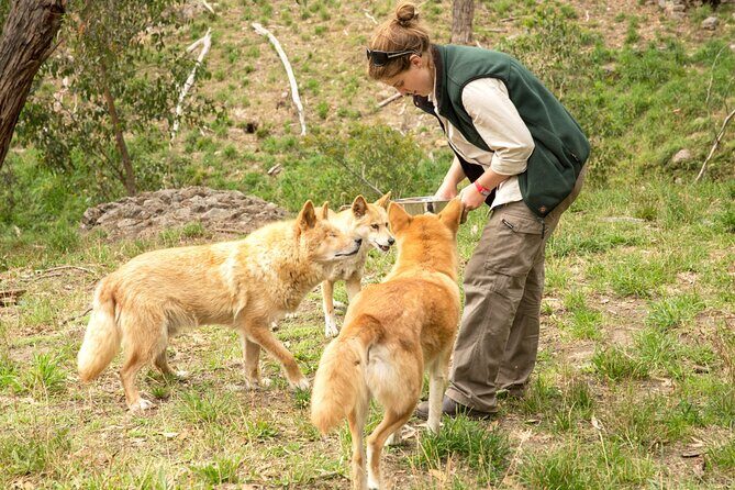Cleland Wildlife Park Experience - from Adelaide including Mt Lofty Summit - Who Will Enjoy This Tour?
