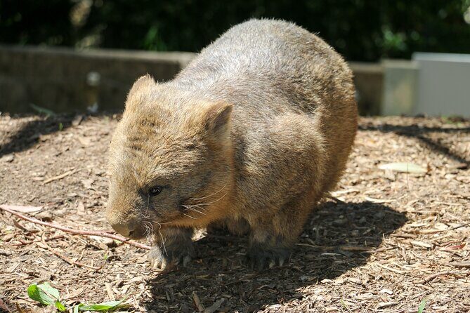 Cleland Wildlife Park Experience - from Adelaide including Mt Lofty Summit - FAQs