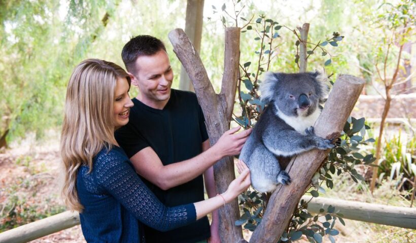 Cleland Wildlife Park Experience with Mount Lofty Summit - Who Will Love This Tour?