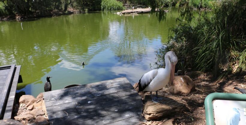 Cleland Wildlife Park Experience with Mount Lofty Summit - Frequently Asked Questions