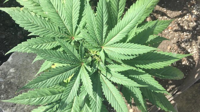 Cliff jumping and Sunsets - Final Word