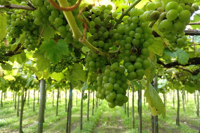 CLIFFS, GRILLED FISH and TXAKOLI WINE - Private Gastronomic Adventure - Practical Details & Value