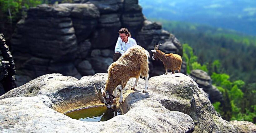 Climb the mountains together with goats - What to Expect from the Goat-Hiking Experience