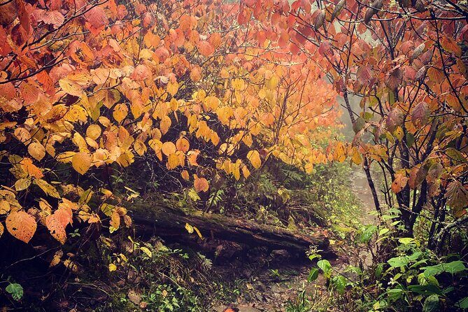 Clingmans Dome Hike - FAQ