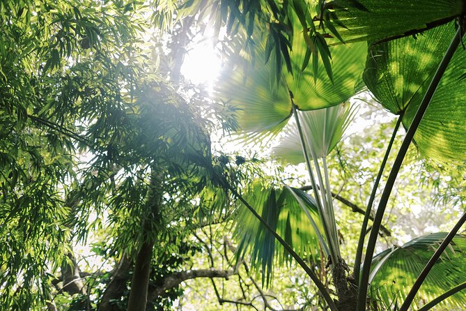 Cloud Forest Sanctuary Jungle Tour - Educational Guided Tour Experience