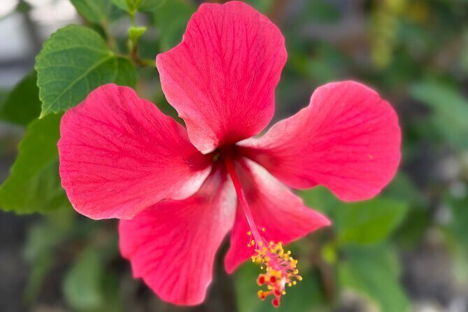 Coach charter in Barbados for 3 to 4 hours for up to 20 persons - FAQ