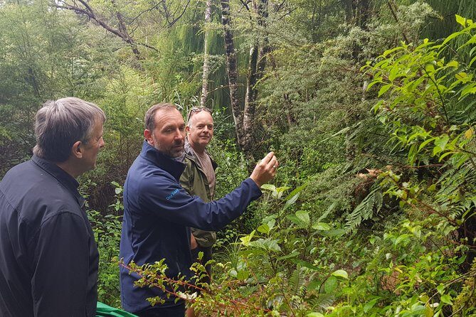 Coast and Rainforest Eco-Tour from Auckland with Picnic Lunch - An In-Depth Look at the Tour Experience