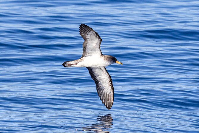 Coastal Boat Tour in Ribeira Grande and Porto Formoso - Local Wildlife and Geology
