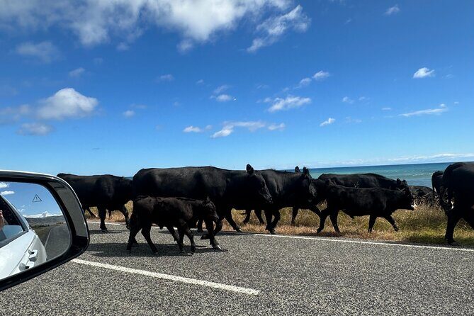 Coastal Connoisseur Wellington to Wairarapa Wine & Seal safari - The Sum Up