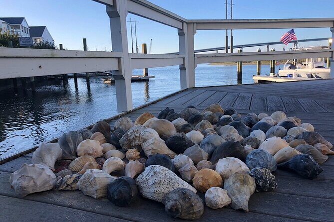 Coastal Excursion/Sunset Cruise/Sand Dollars/Sea Shells/Horses - A Closer Look at the Experience