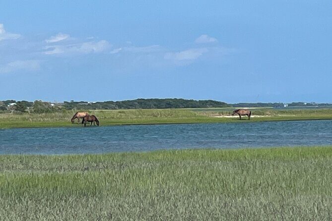 Coastal Excursion/Sunset Cruise/Sand Dollars/Sea Shells/Horses - Who Should Consider This Tour?