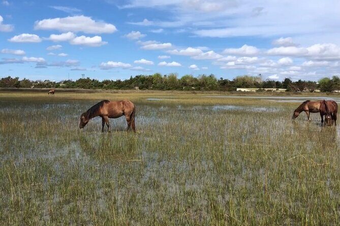 Coastal Excursion/Sunset Cruise/Sand Dollars/Sea Shells/Horses - Frequently Asked Questions