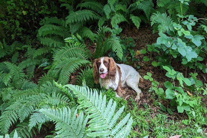Coastal Foraging and Folklore Tour - Navigating the Meeting Point and Transportation